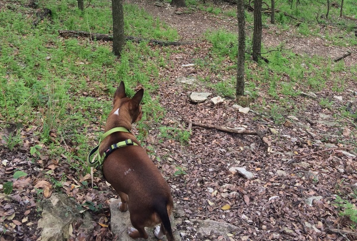 Why Dogs Chase Squirrels - Charlie Hoehn